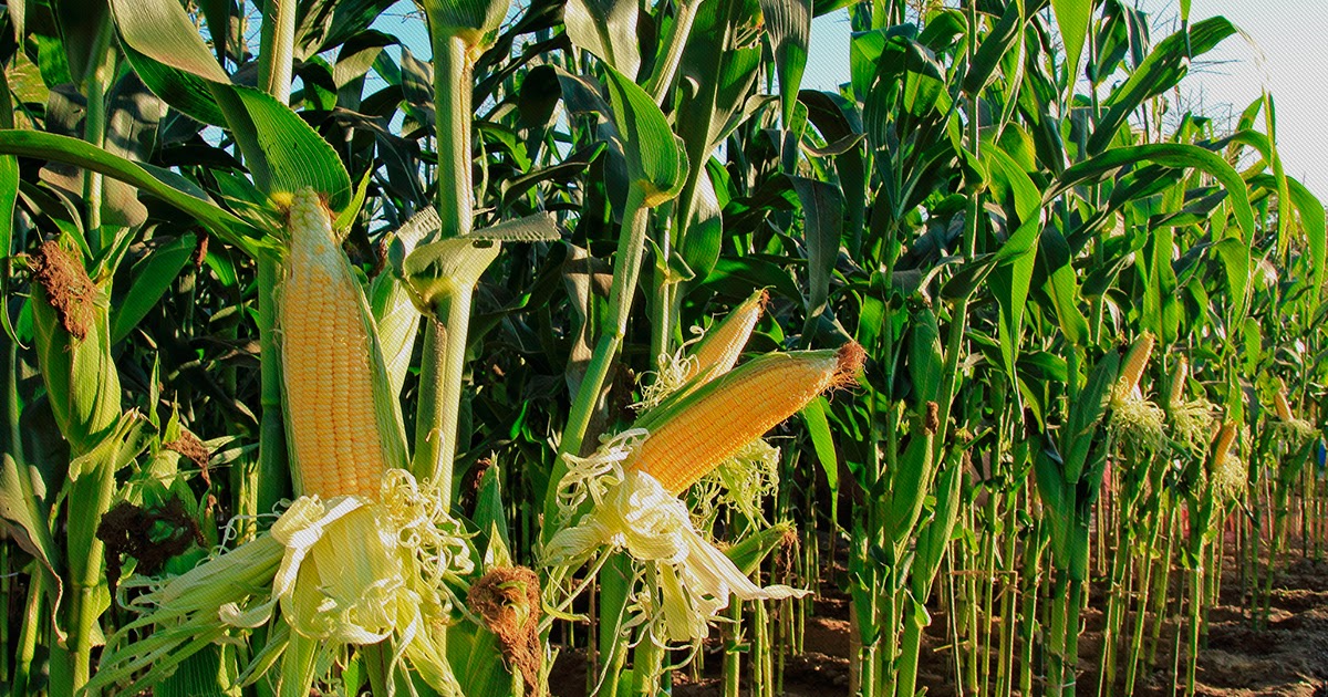 El maíz
