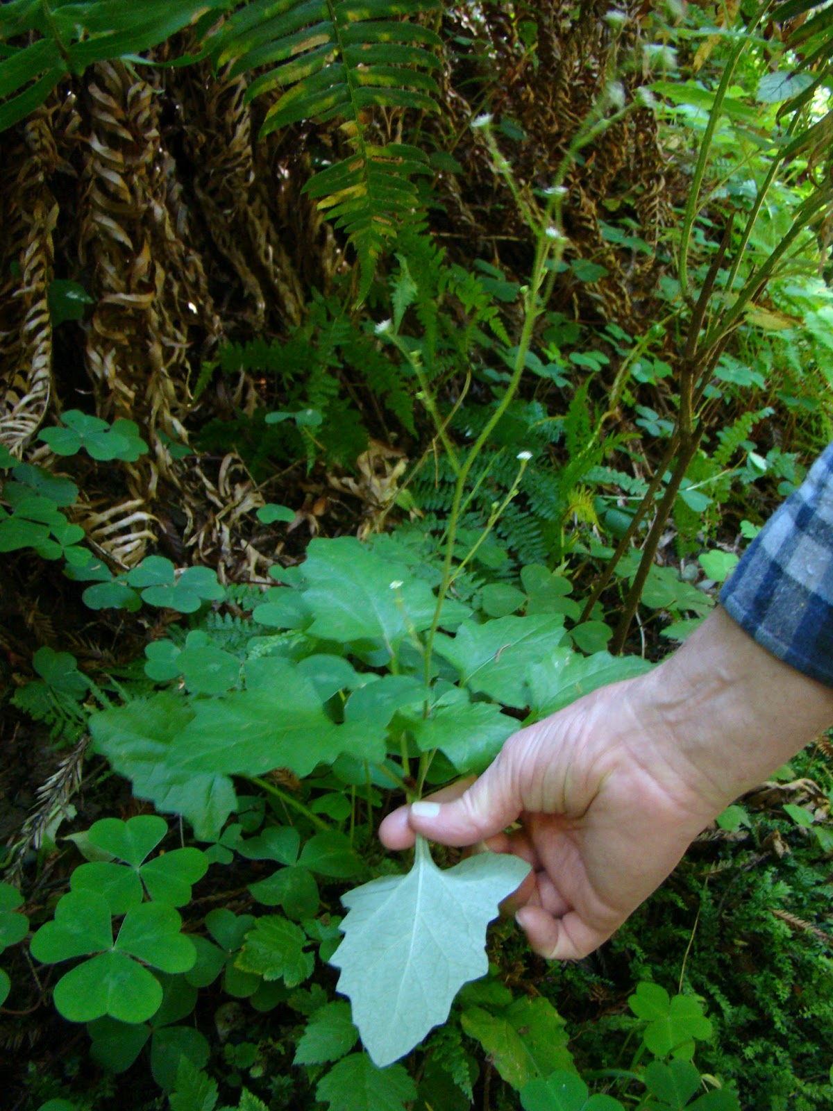 Leaves of Plants: July 2012