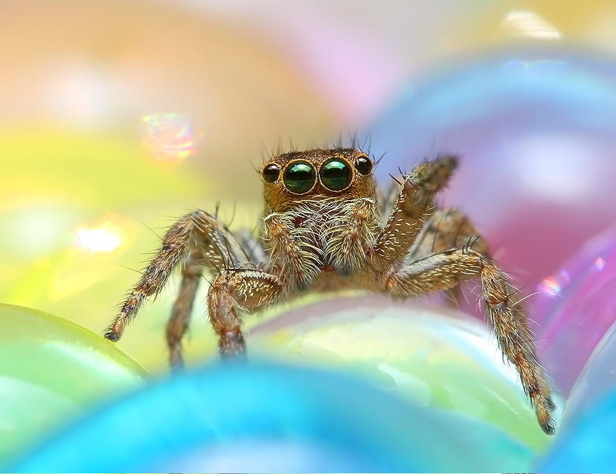 15 Best Jumping Spiders images