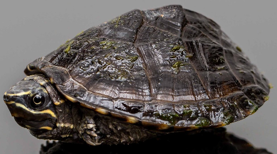 Melissa's Turtle Blog: Small Turtle Breeds