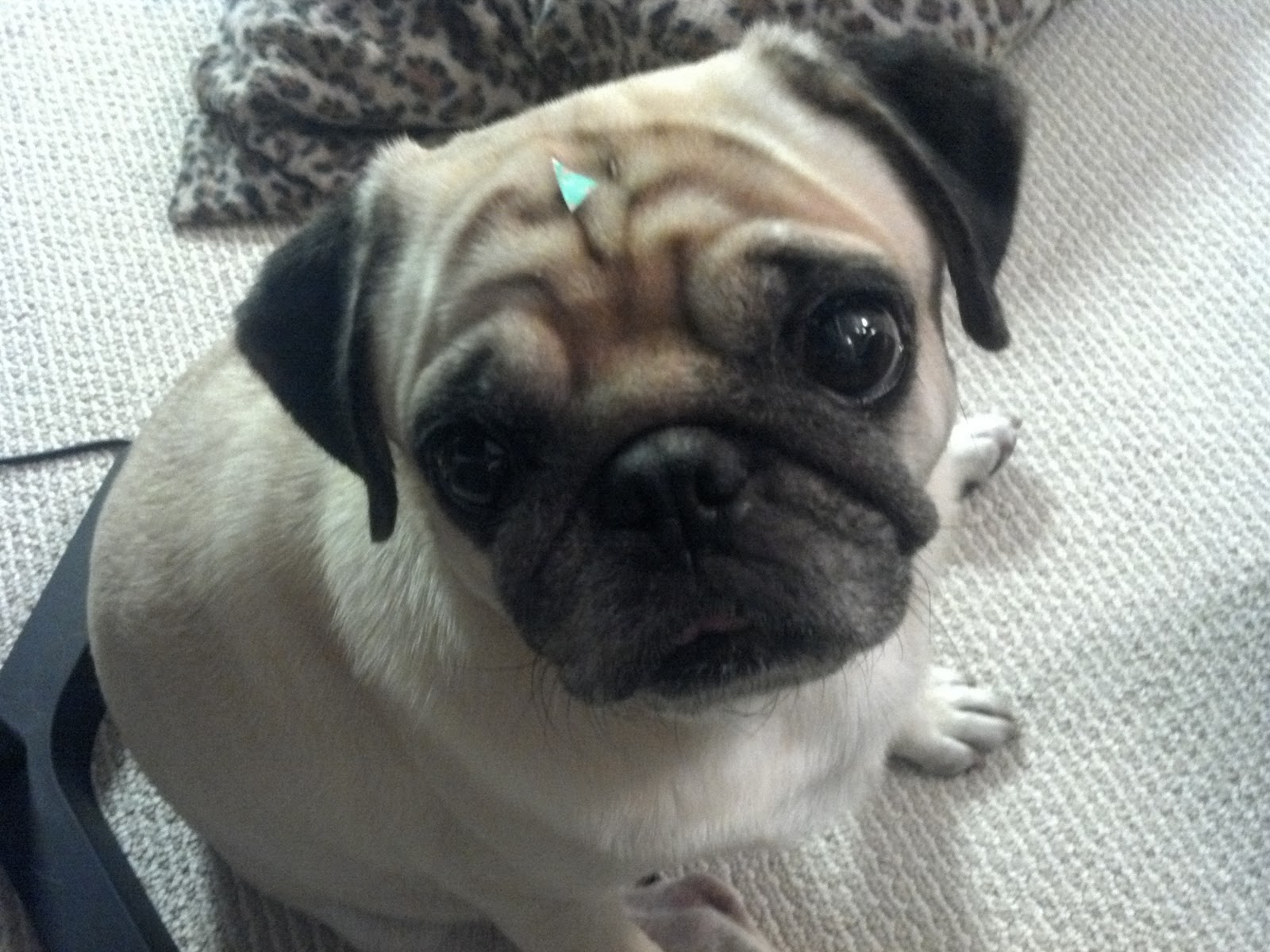 Lil Smug Pug: Essie's Cocktail Bling