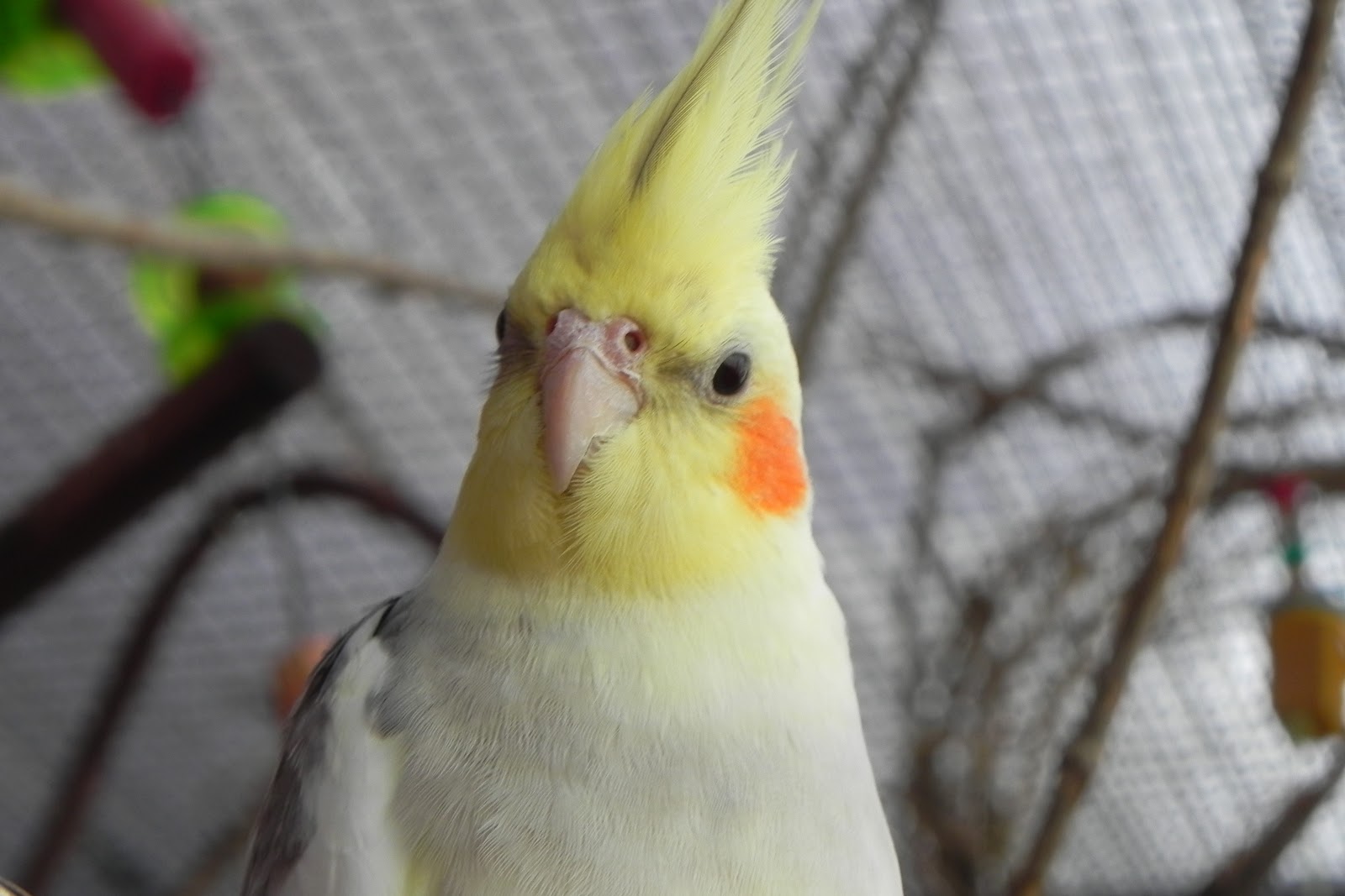 Viveiro Harmonia: Conhecendo um pouco mais sobre as aves: Calopsita!