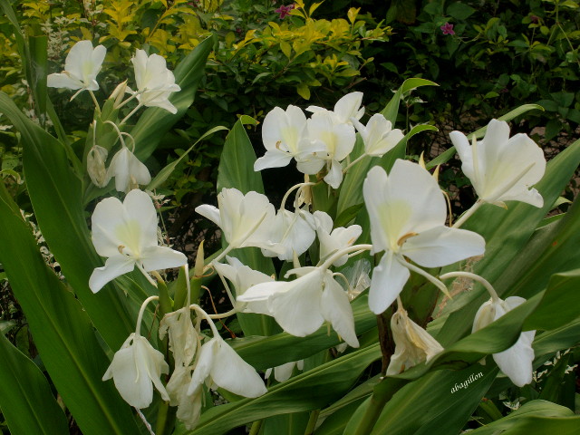 Pure Oxygen Generators: Scented White Butterflies