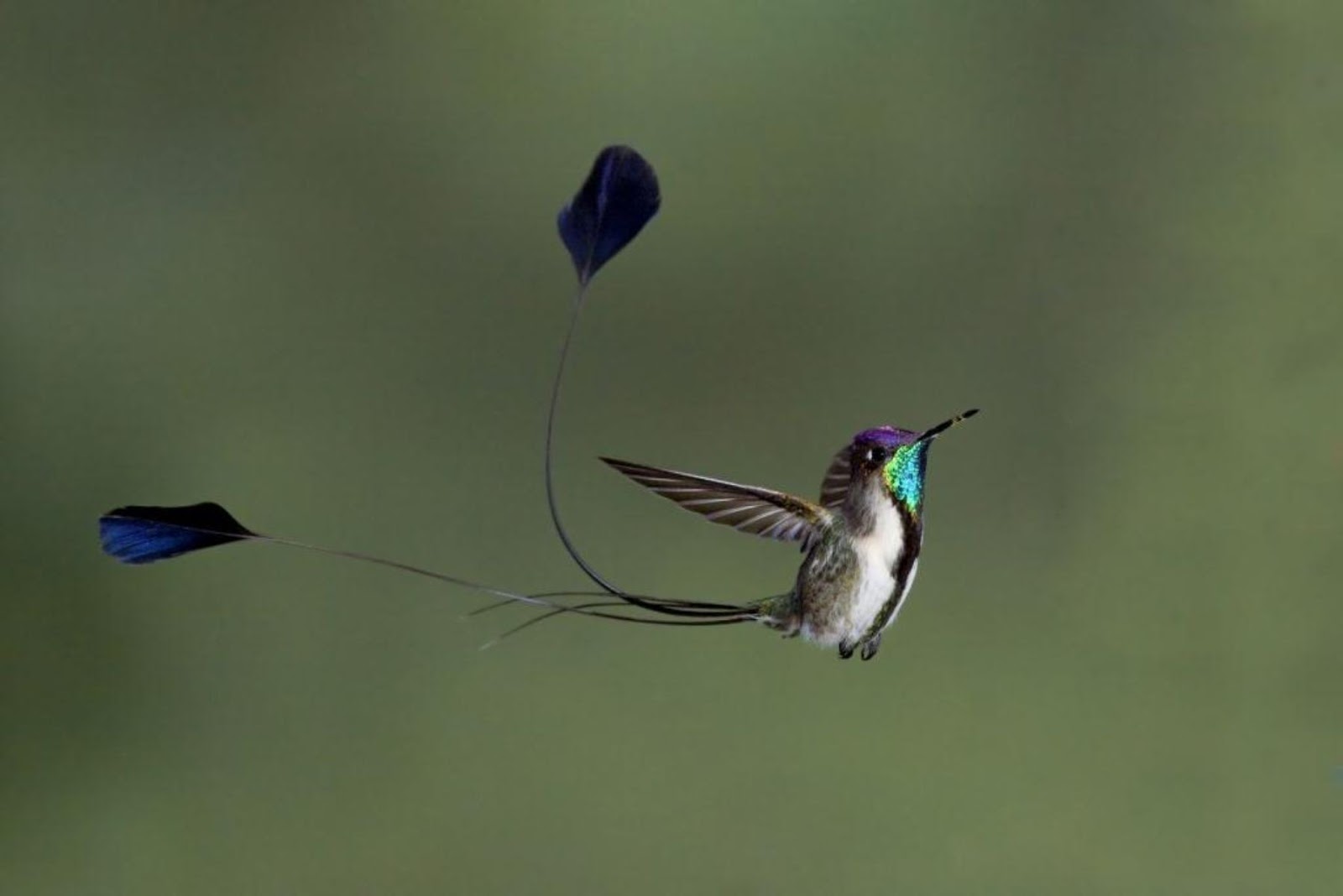 el bebedor de la noche: EL PICAFLOR EN TRES HISTORIAS