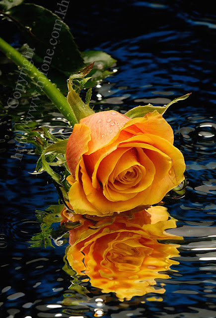 The Most Amazing Things: Most Beautiful colorful Roses