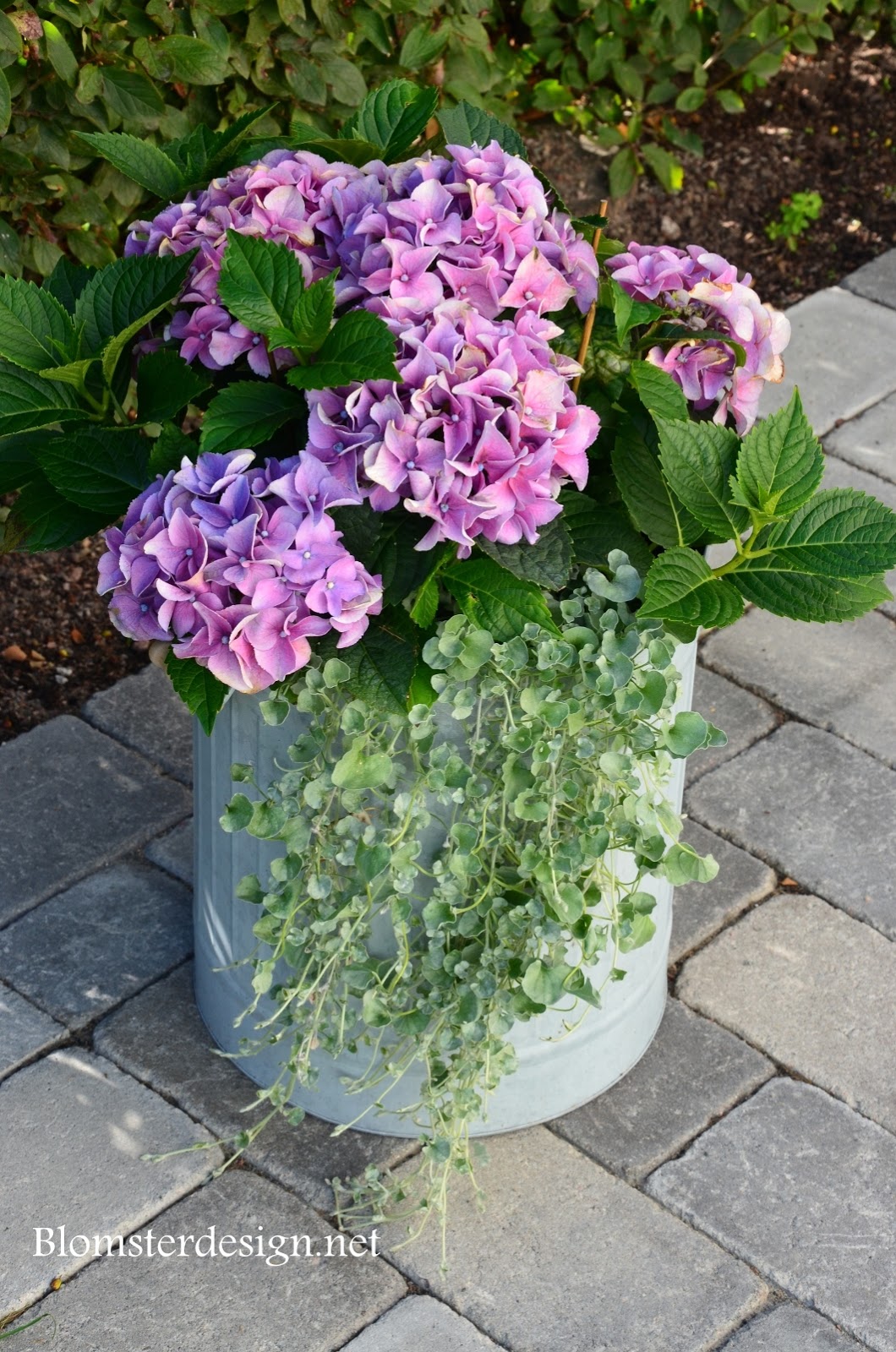 BLOMSTERDESIGN.NET: Hortensia i kruka och i rabatten.