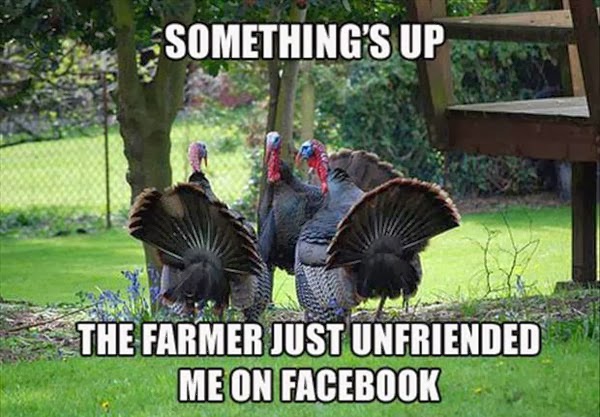 Goofy Animals: Funny Animal Pictures With Captions | Funny thanksgiving ...