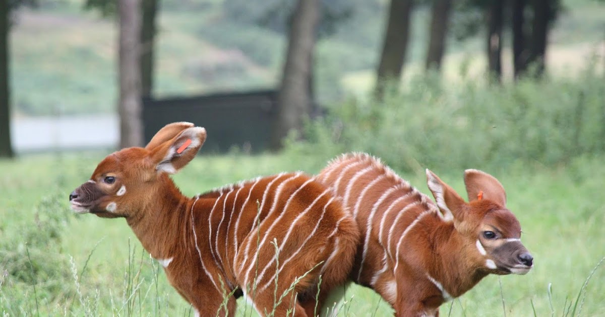 Natureza e Vida: OS FILHOTES DO BONGO