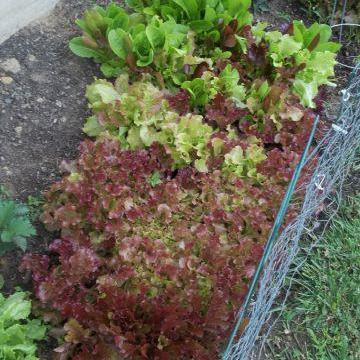 Vegetable Gardening with Mike the Gardener: Three Plants to Start Now ...