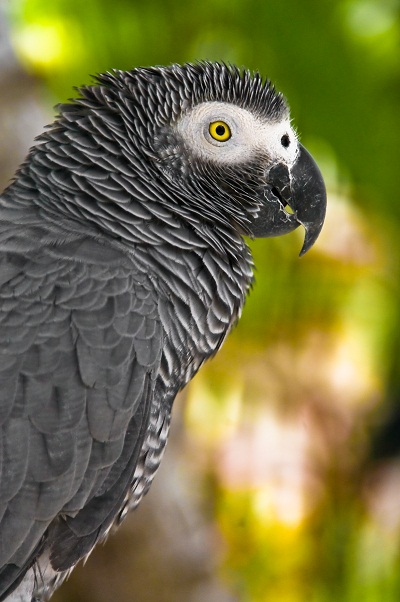 Bird Breeds Pictures Information Bird Breeds Pictures Information