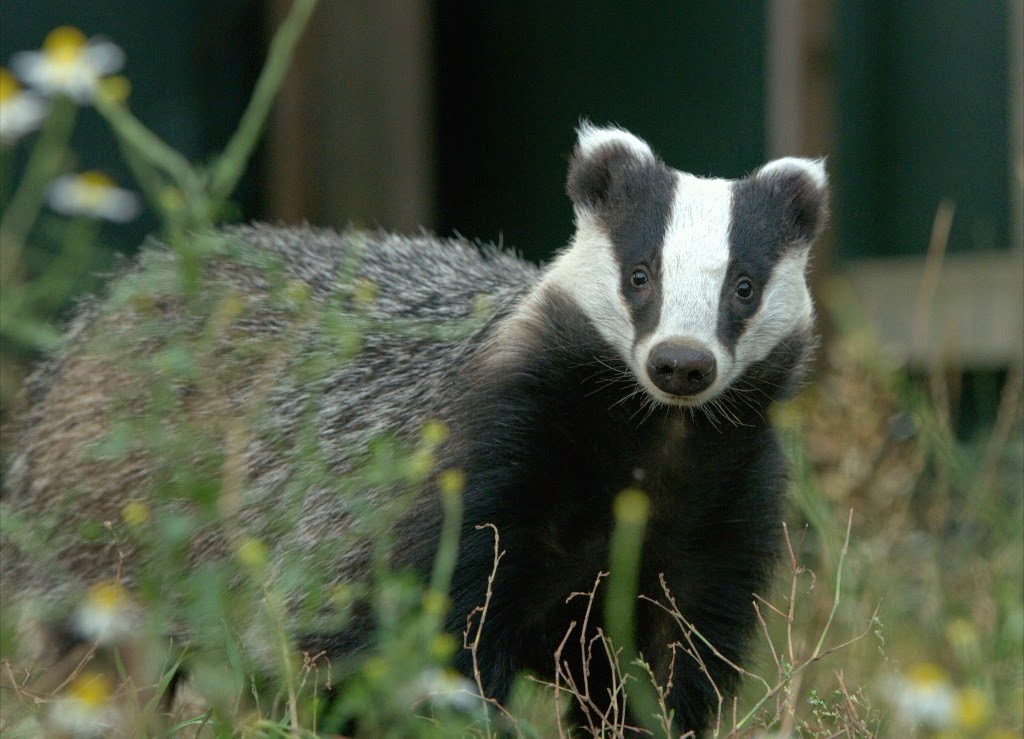 Matt's Photos: Badgers