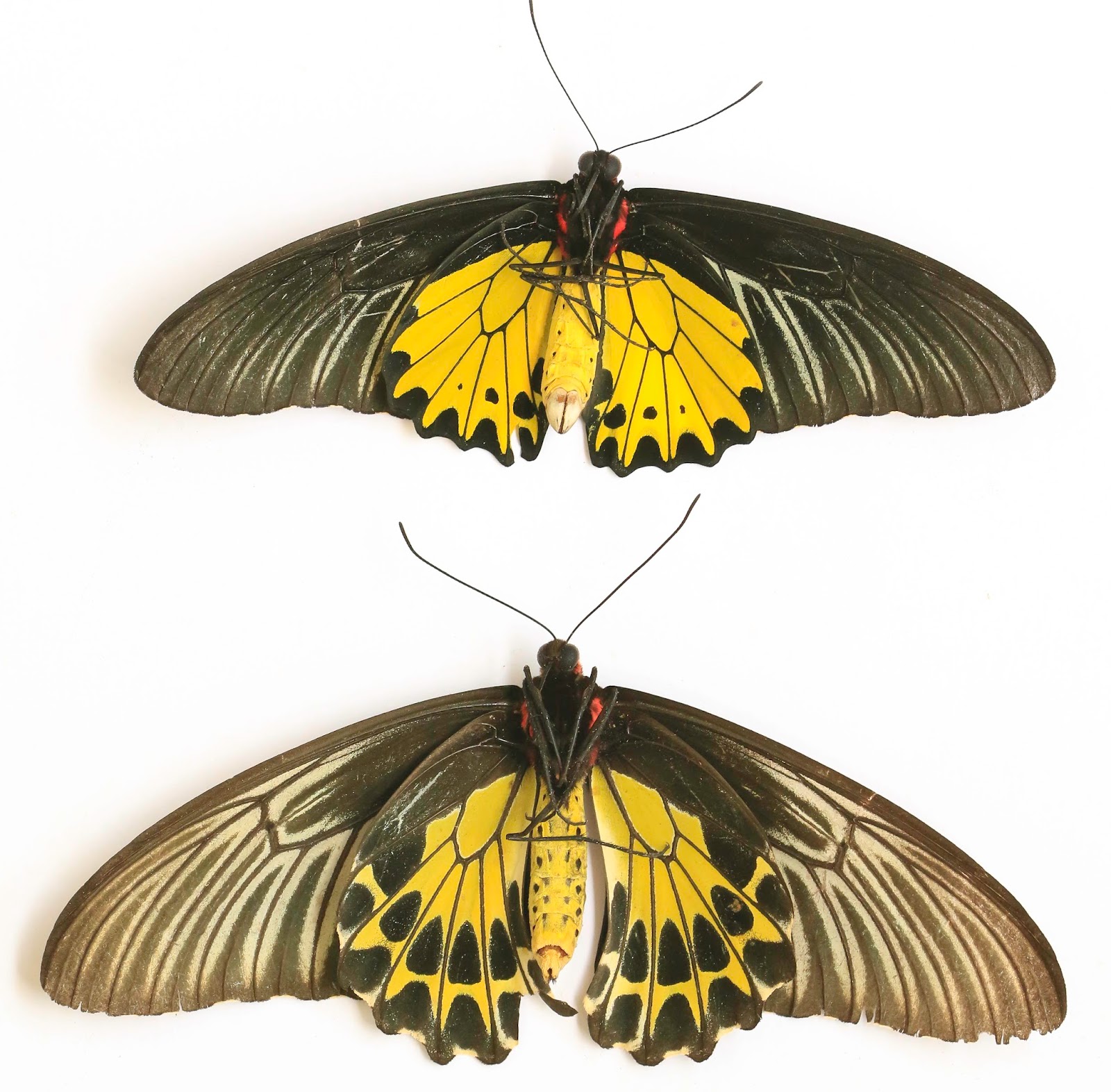 Butterflies of Vietnam: 142. Troides helena cerberus (The Common Birdwing)