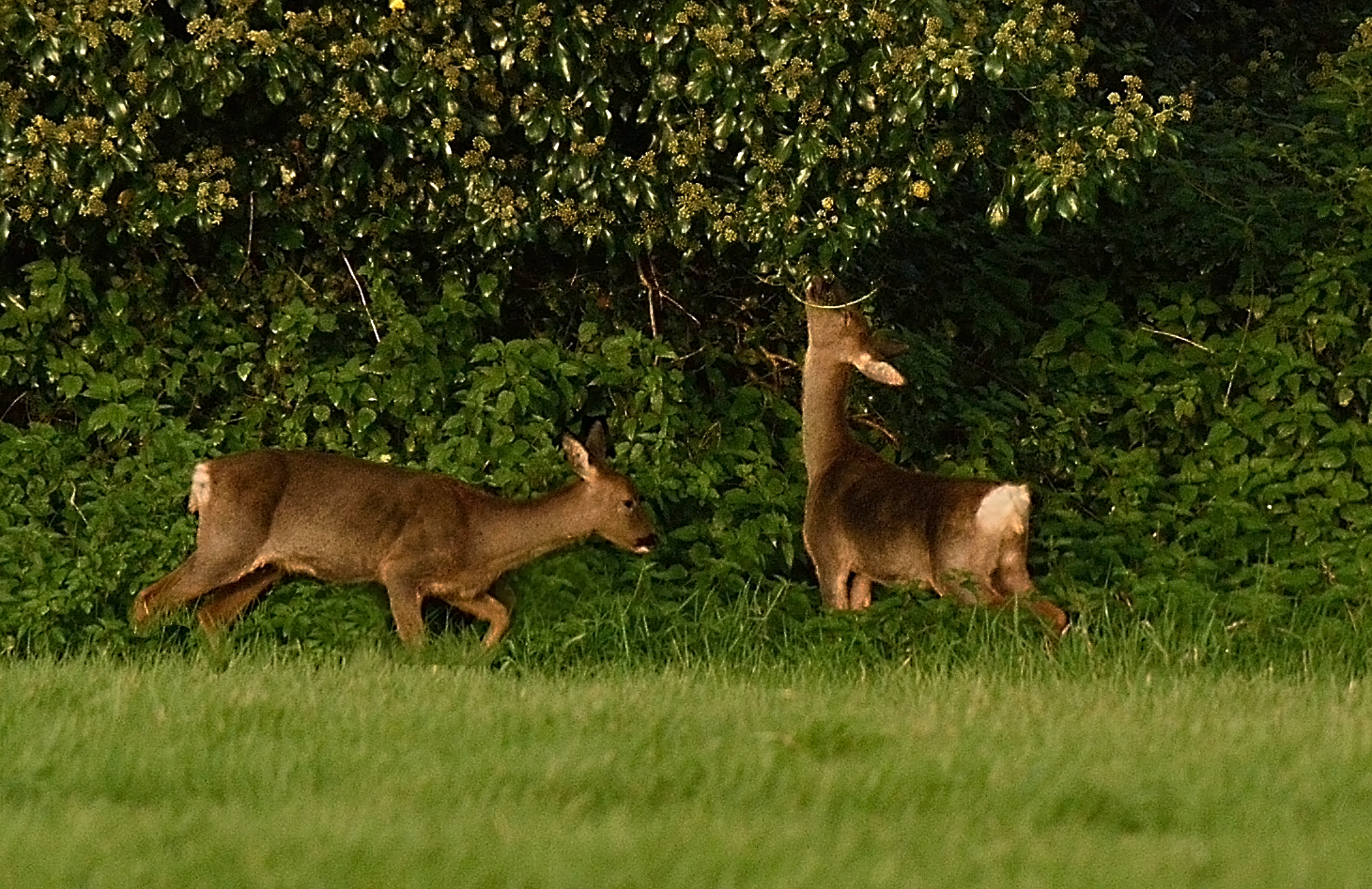 Alan James Photography : Working the browse line