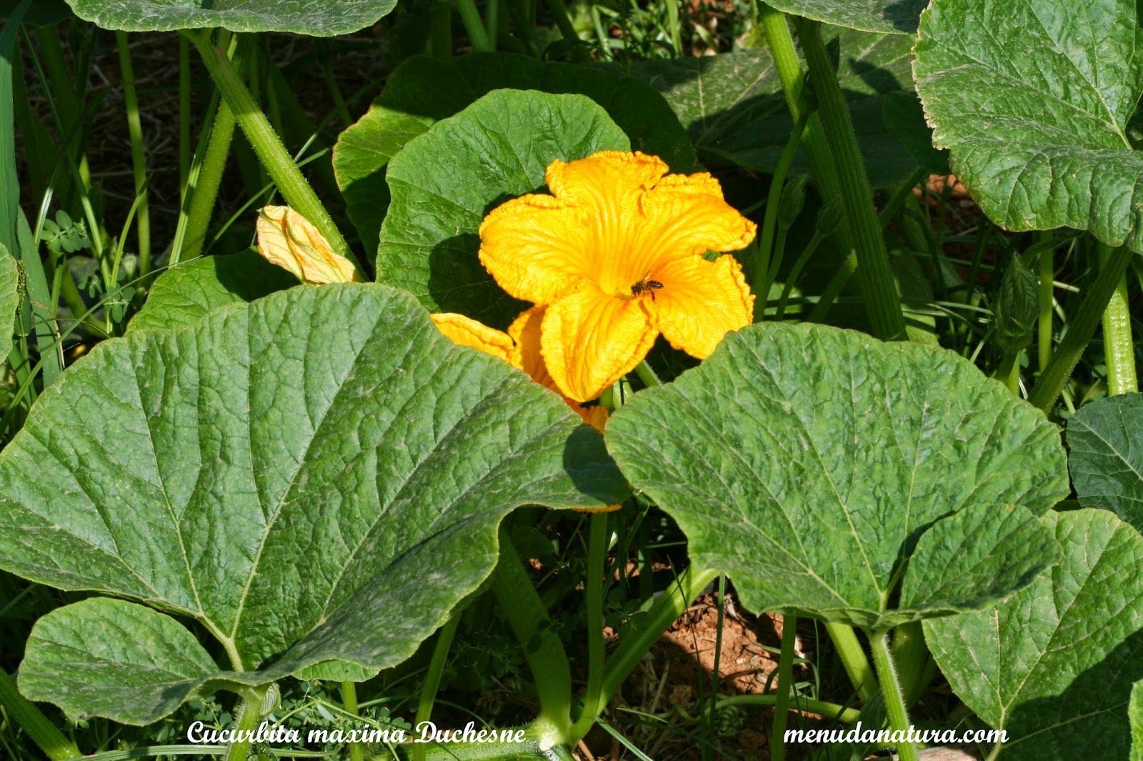 Menuda Natura: Cucurbita maxima Duchesne