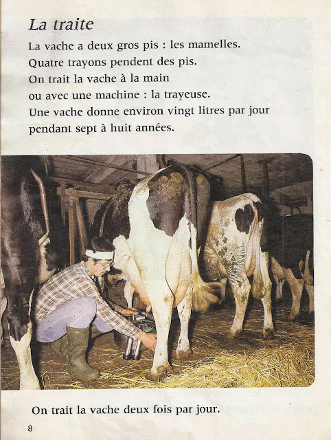 Leçons de choses: La vache