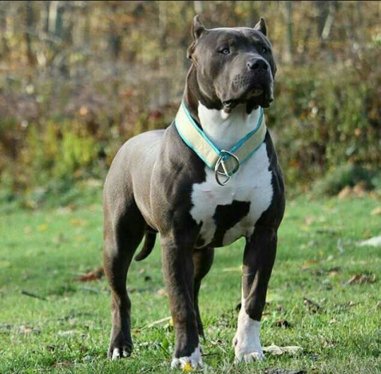 Perros considerados "PPP" en España