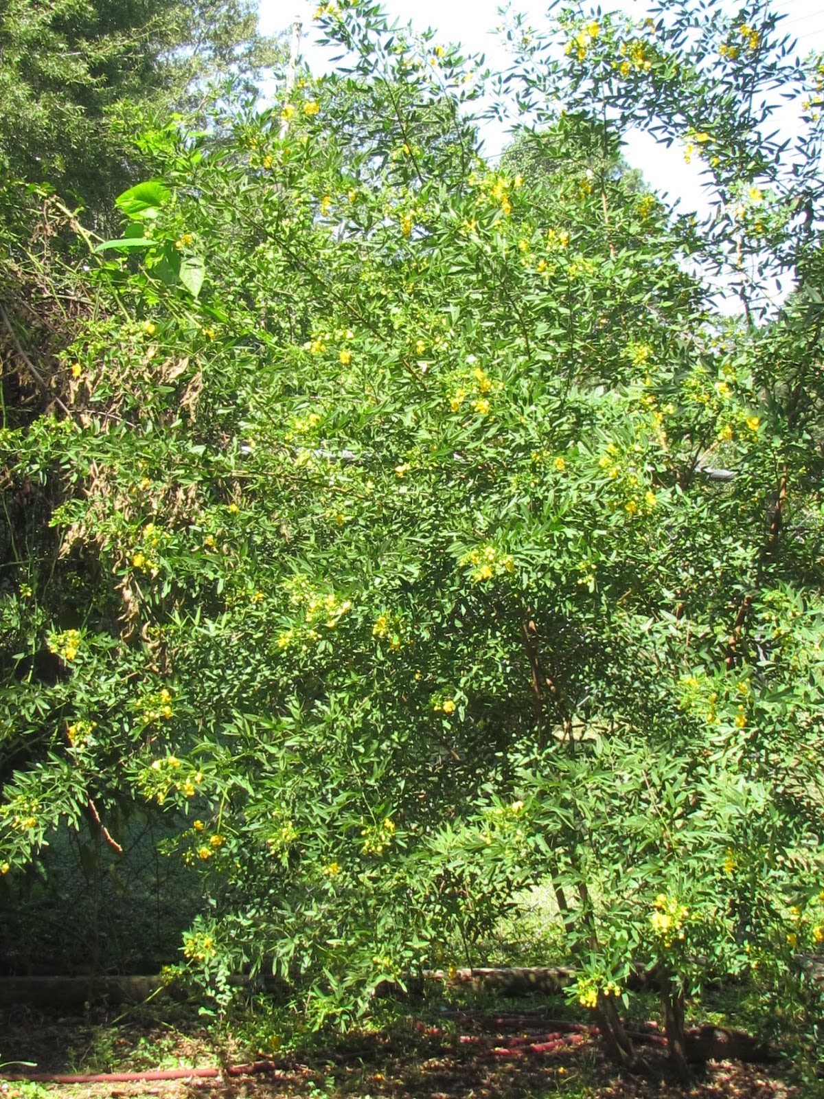 Gardening with Juanita: September Bush