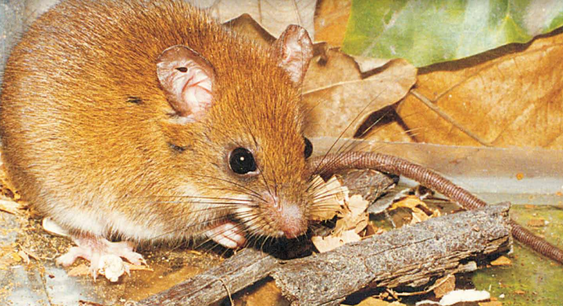 [PDF] GUIA DOS ROEDORES DO BRASIL