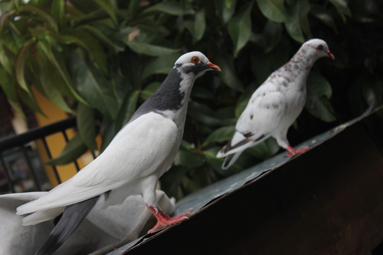 camperenik project: MELATIH BURUNG MERPATI