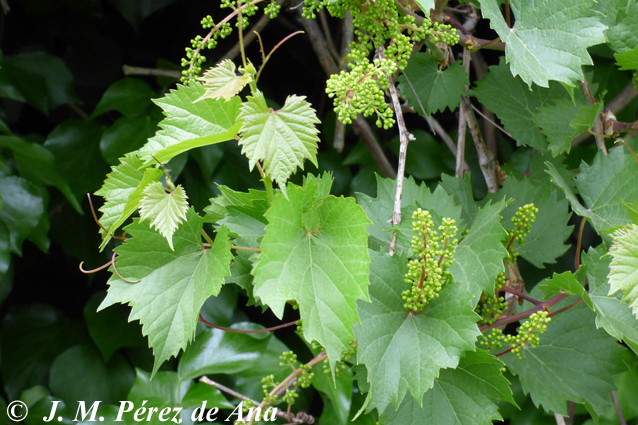 Sierra Sálvada: Vitis vinifera