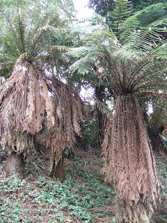 Mangaiti Gully Restoration Group: Whekei Ponga Dicksonia fibrosa