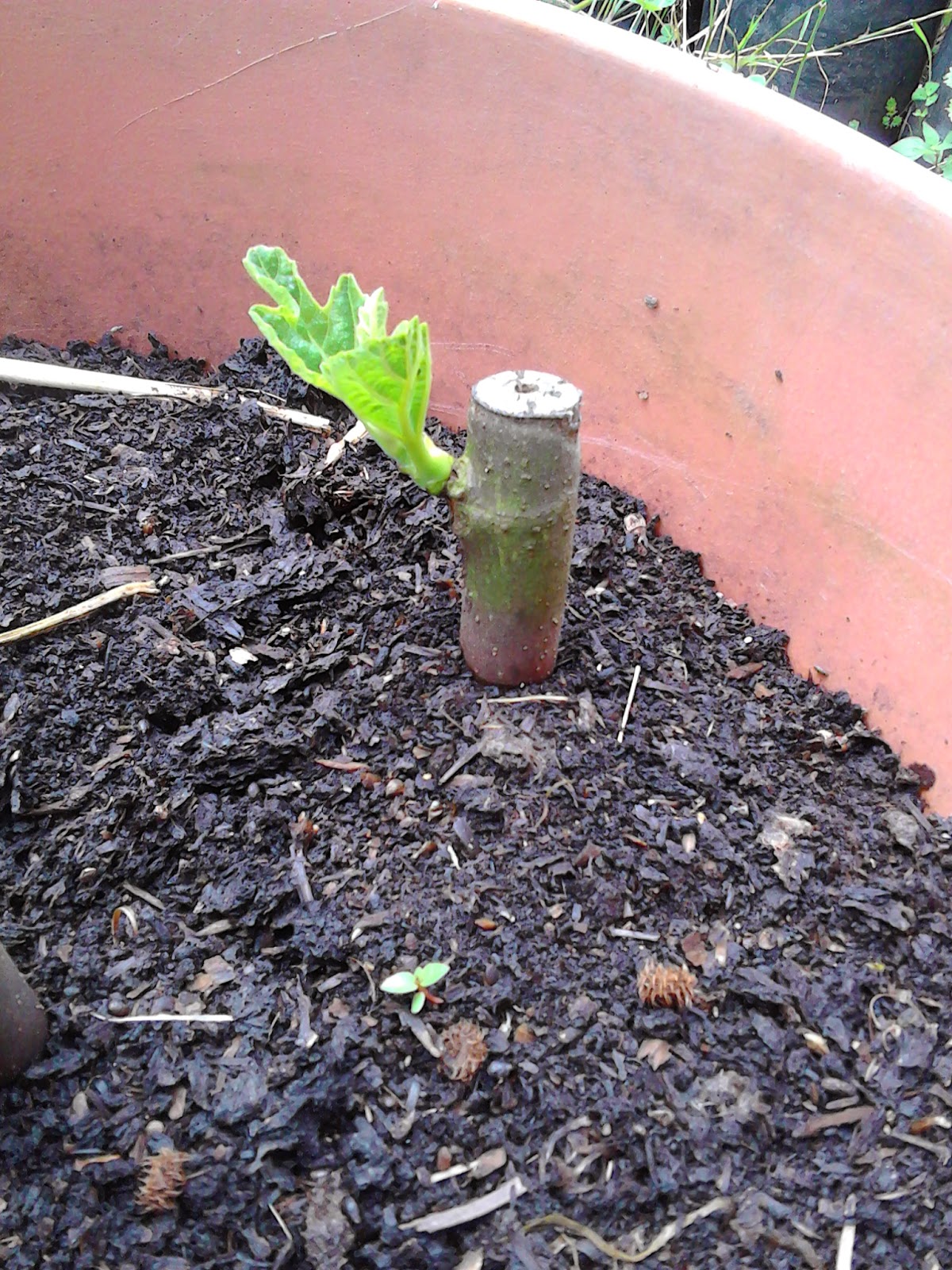 agriculturando: margotta di fico