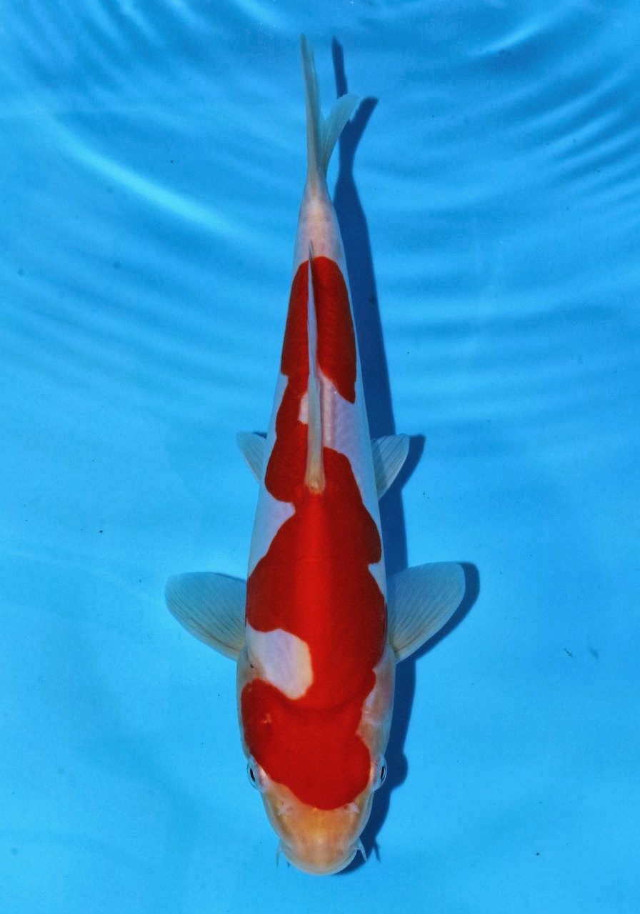 KOIKICHI FISH FARM: THE 45th ALL JAPAN COMBINED NISHIKIGOI SHOW 2014