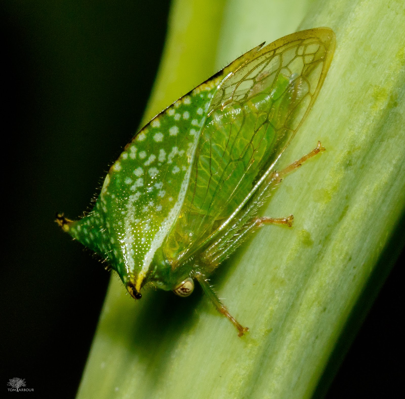 The Ohio Nature Blog: Backyard Arthropods