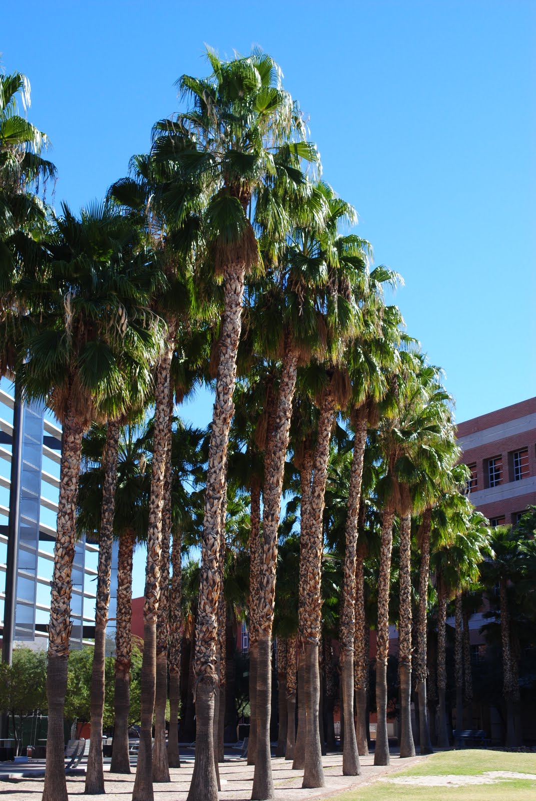 The Further Adventures of the boyinthepit: University of Arizona