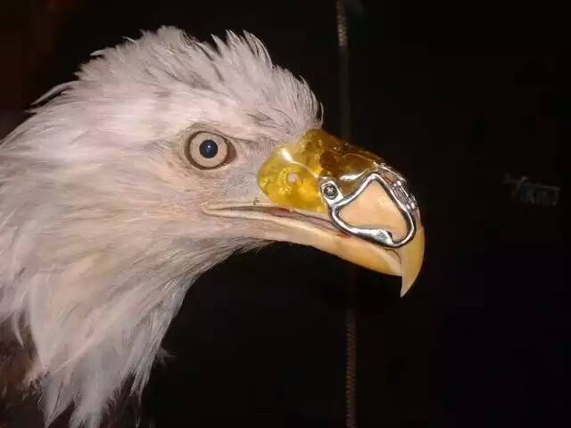 Cyborg Eagle with Artificial Beak