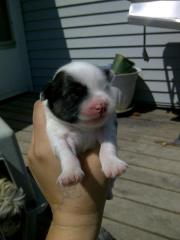 My Life in North Dakota: Pin Tzu (Miniature Pinscher Shih Tzu Cross)