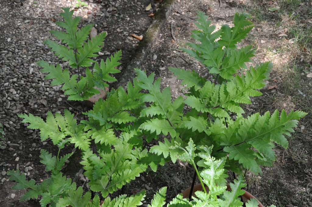 The Mad Virologist : A gene from an edible fern is highly effective as ...