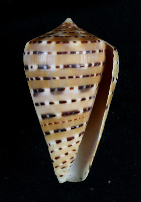 Real Monstrosities: Cone Snail