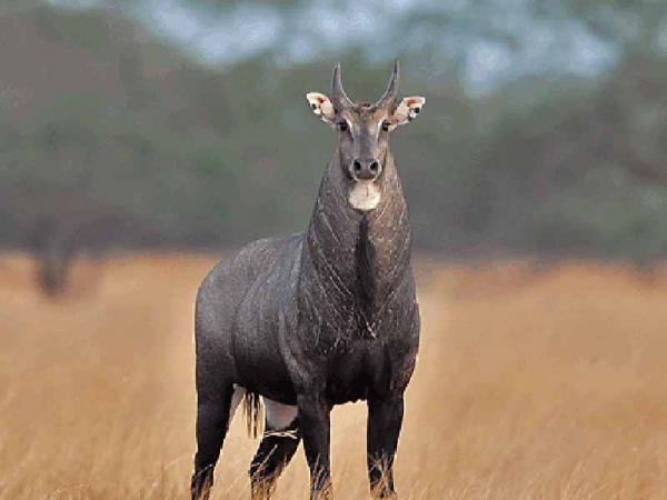 Gir National Park | Sasan Gir: August 2011