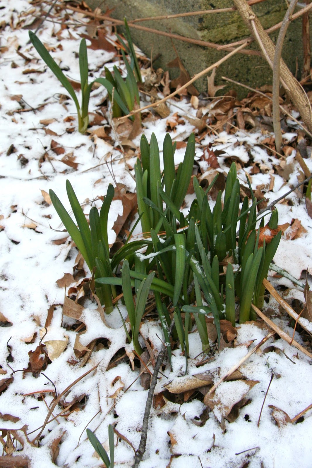 Daffodils & Daydreams