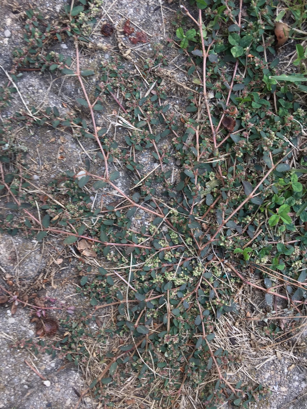 The Phytophactor: Weed of the Week - Growing low