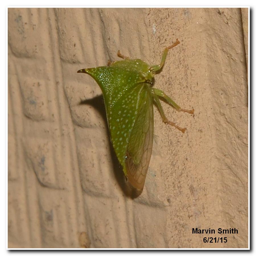 Nature in the Ozarks: Buffalo Treehopper (Ceresa tauriniformis)