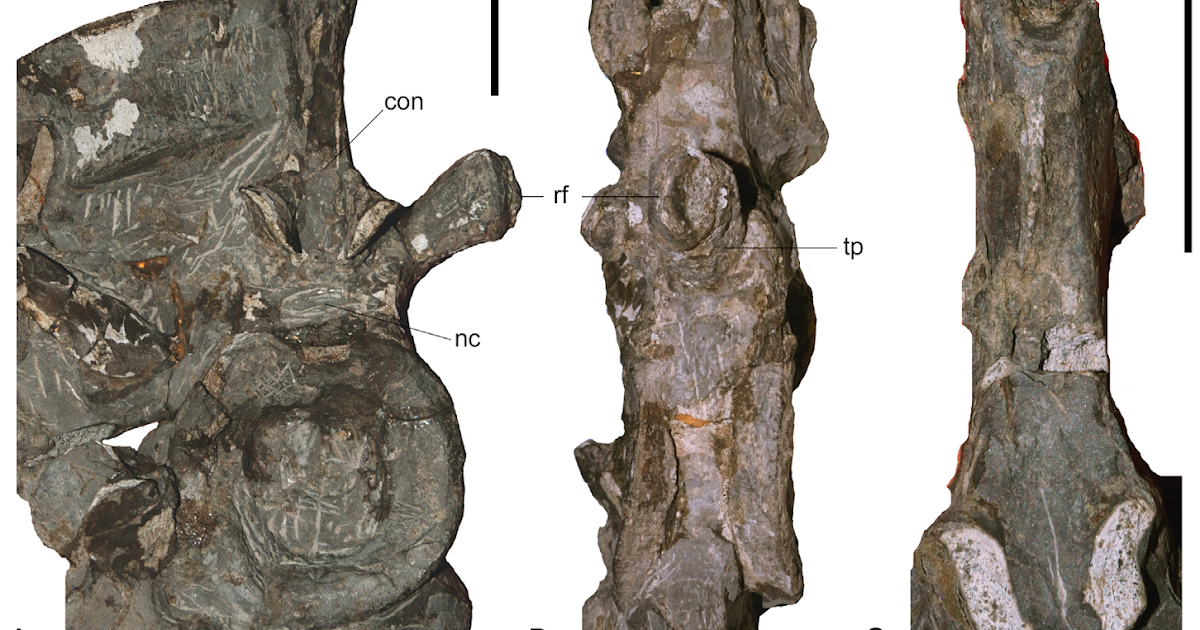 Sciency Thoughts: Arminisaurus schuberti: A new species of Pliosaur ...