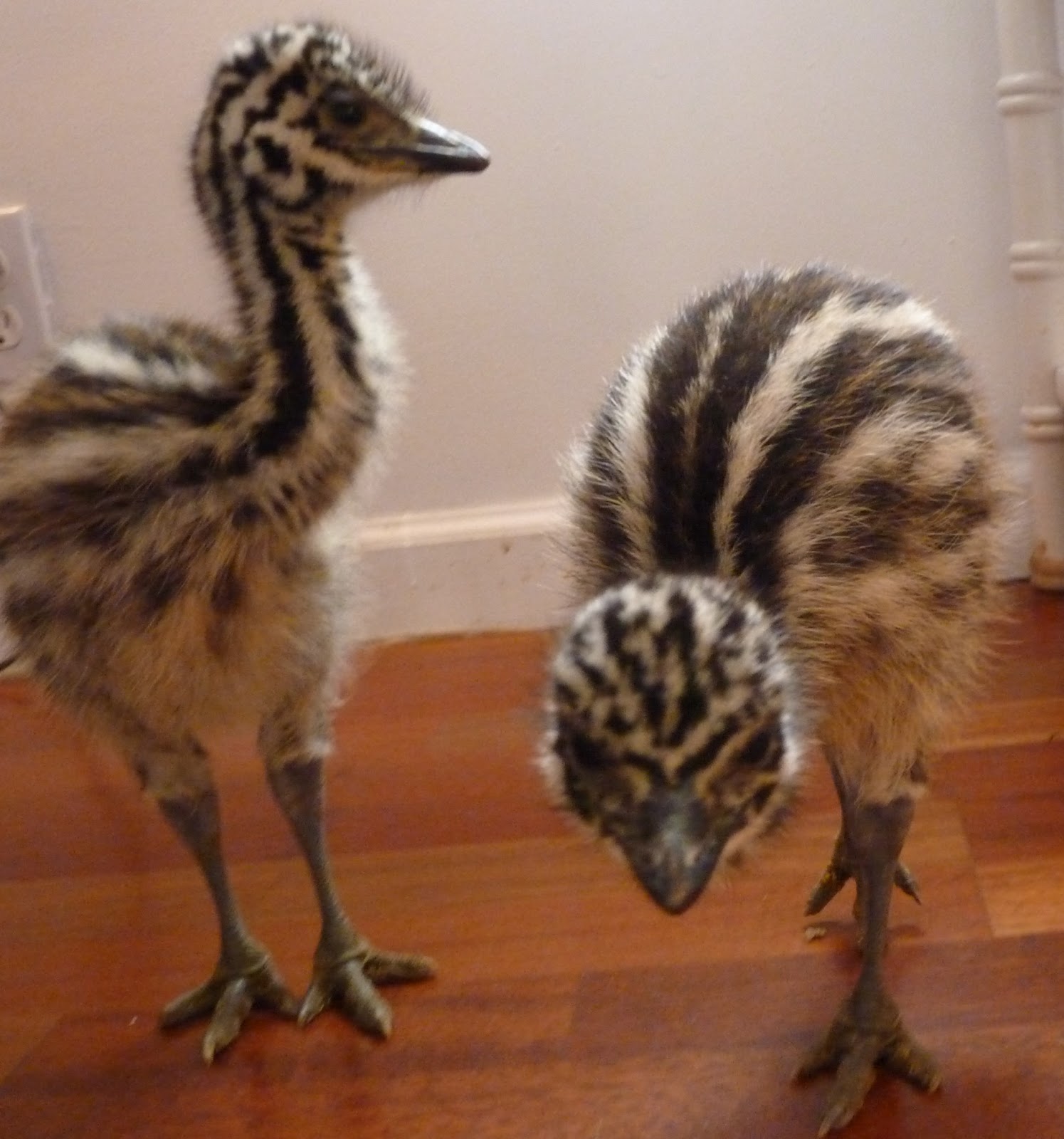 At the Butterfly Ball: The Emu Invasion