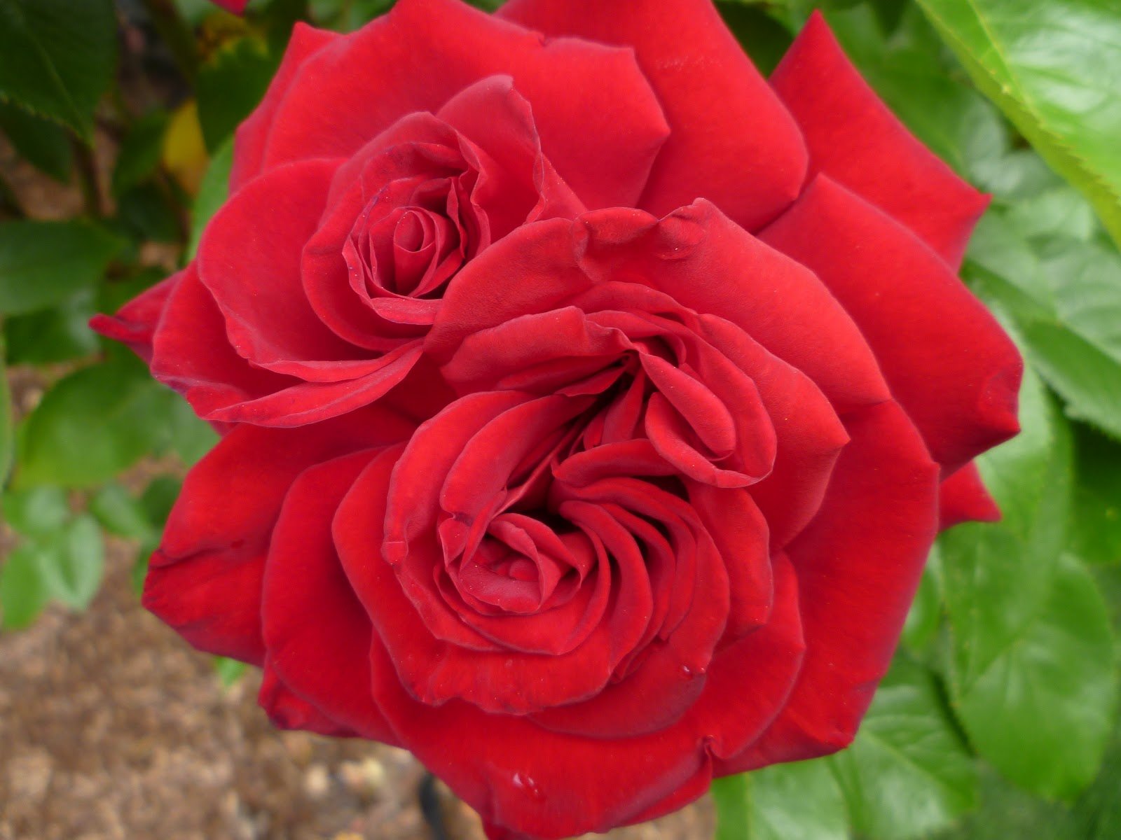 Gladsome Lights: I smell roses and bake cookies