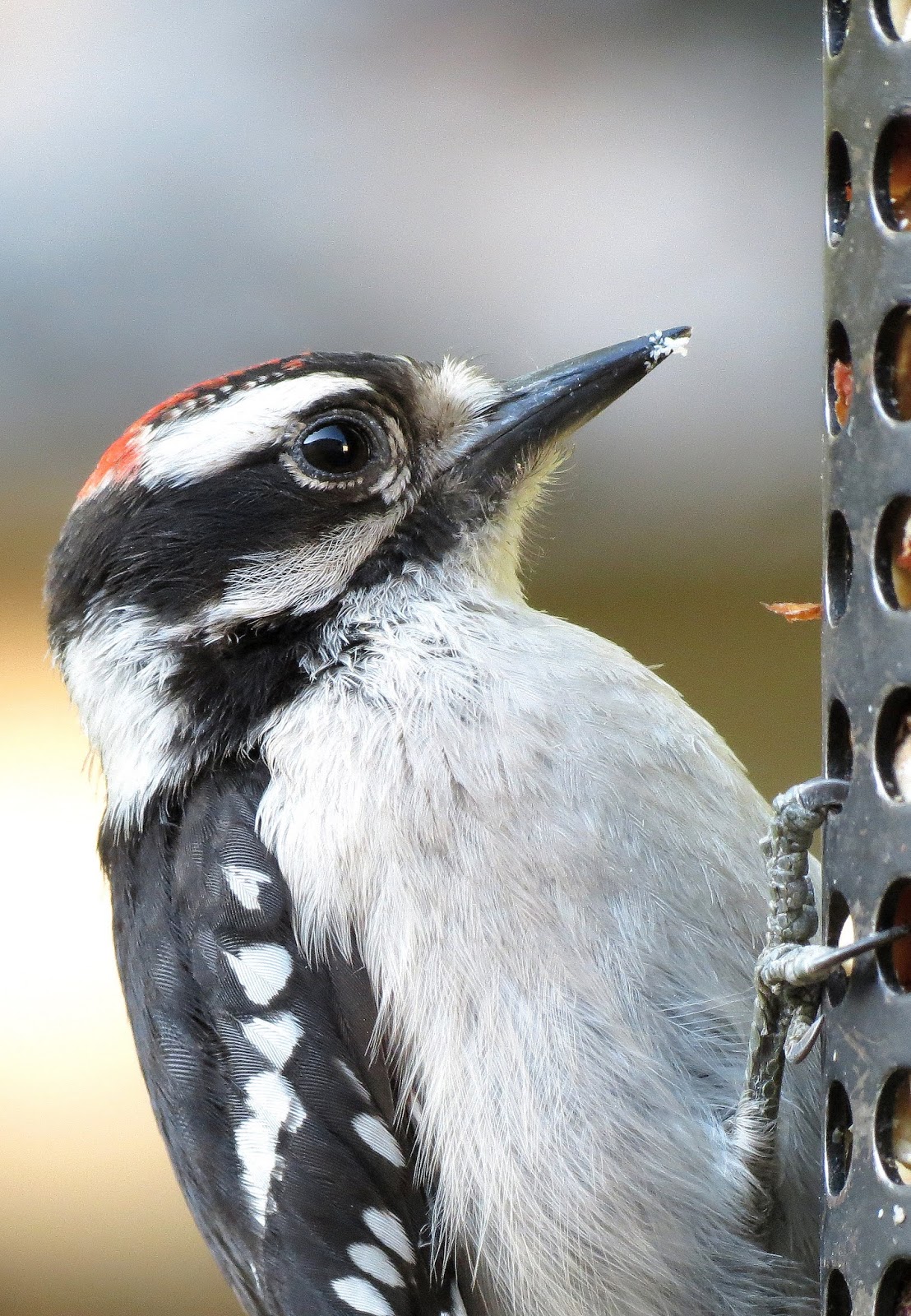 The Seven Woodpeckers of Waterloo Region - Travels With Birds