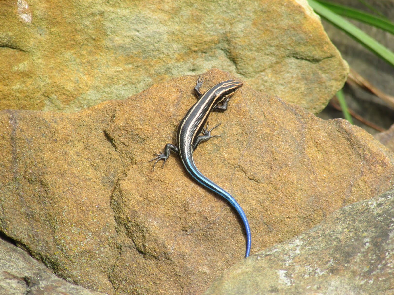 Murray & Candace's Adventures: Five-lined Skink...