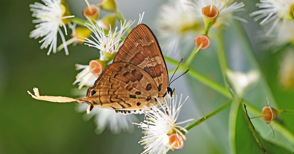 Butterflies of Singapore: Favourite Nectaring Plants #15