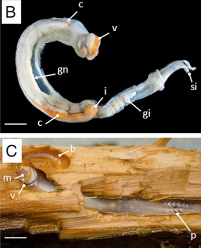 BacterioFiles - the Microbiology Podcast for Microbe Lovers