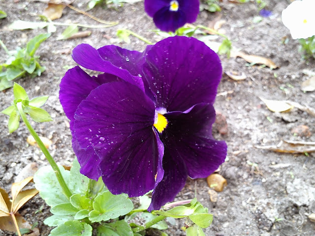 Ảnh Đẹp: Những Bông Hoa Đẹp Nhất