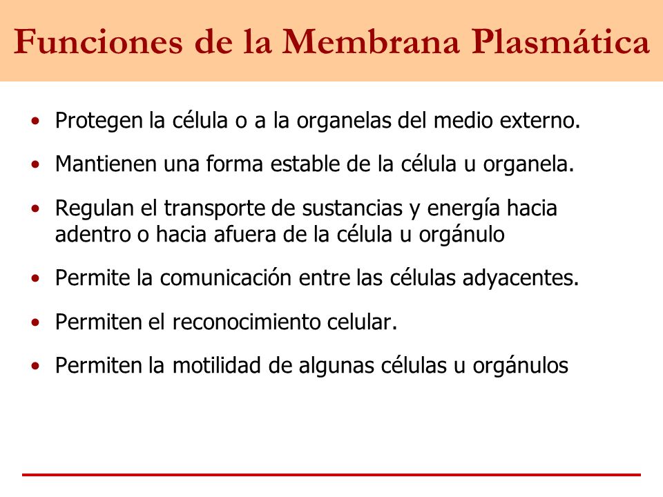 VIVIANA ARTÍCULOS: MEMBRANA PLASMÁTICA: ESTRUCTURA Y FUNCIÓN. VIVIANA ARTÍCULOS: MEMBRANA PLASMÁTICA: ESTRUCTURA Y FUNCIÓN.