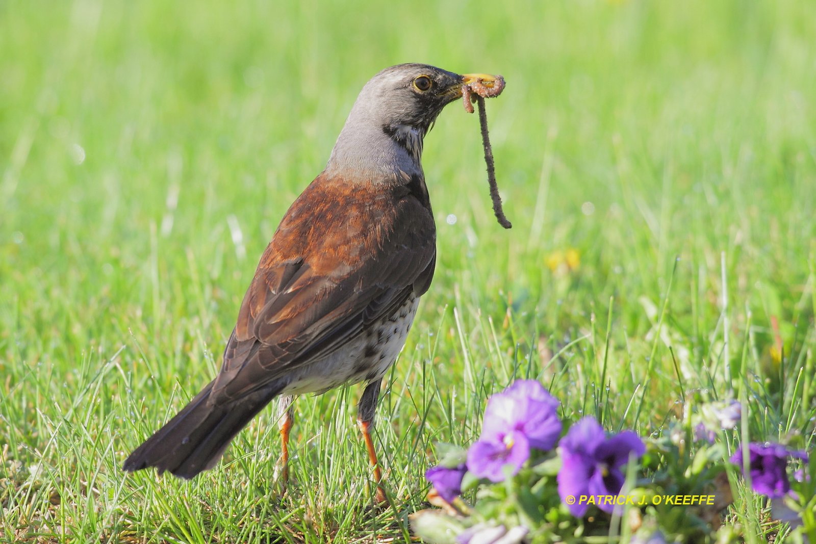 Raw Birds: FIELDFARE Turdus pilarus Bialowieza Forest (Bielaviežskaja ...