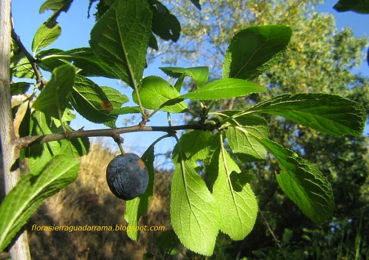 flora de la Sierra de Guadarrama: Prunus