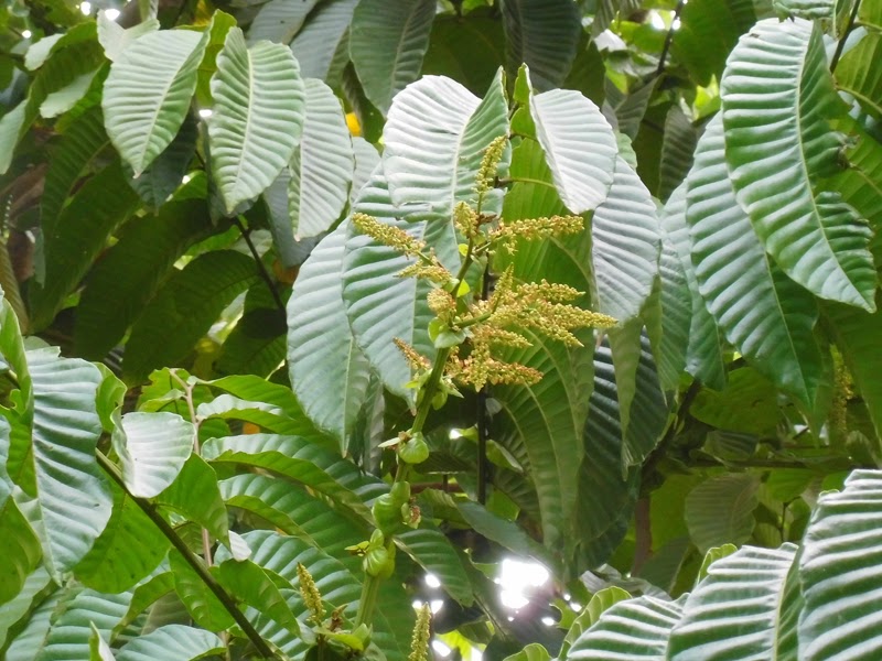 Exotic Plants in Indonesia : Matoa Fruit