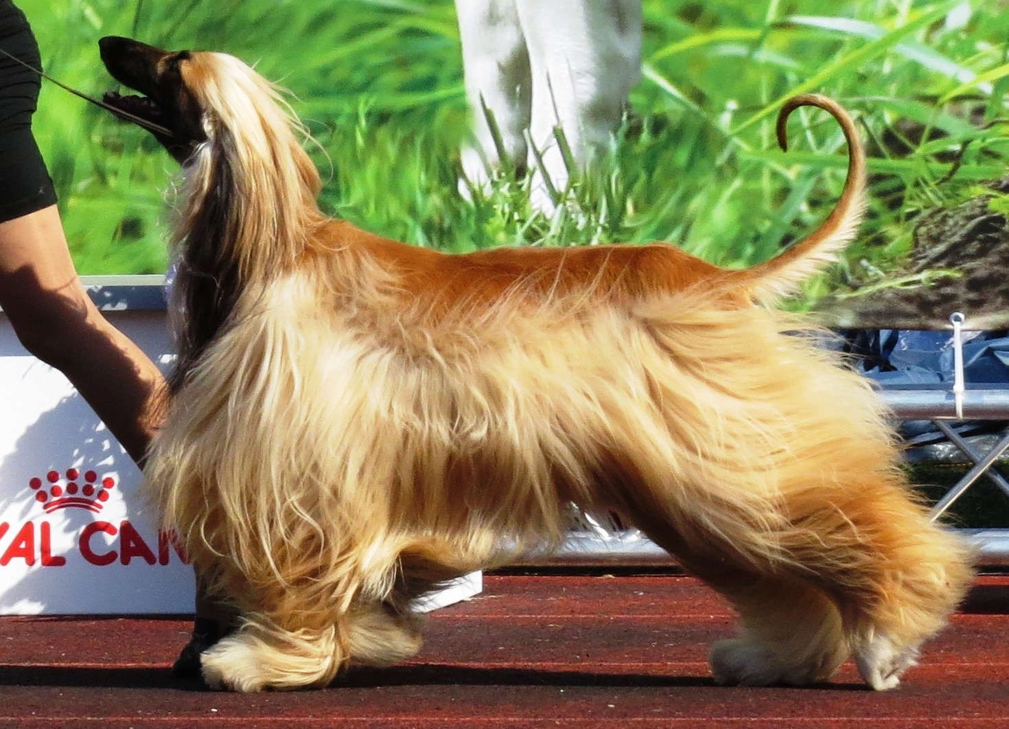Lovely Dogs: Afghan Hound Dog From Afganistan